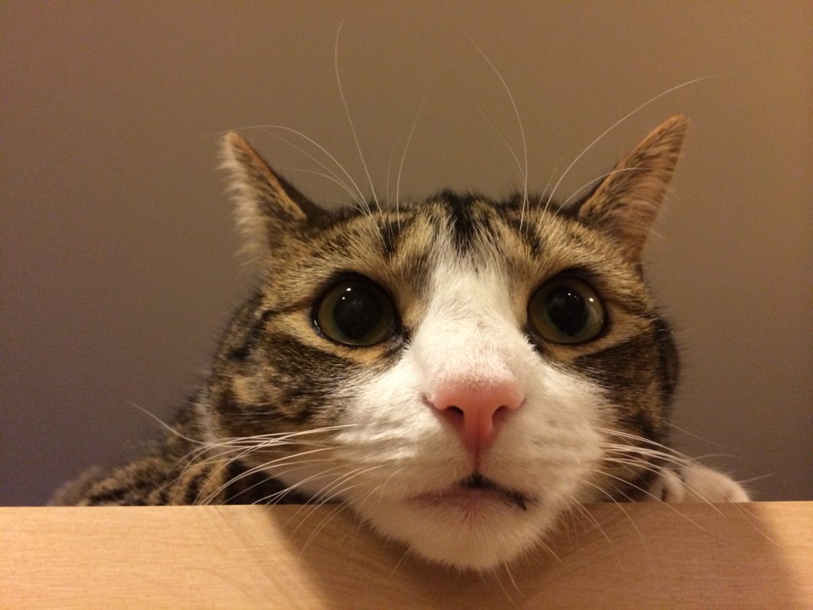 Amelia Cat – Teaching@Sydney